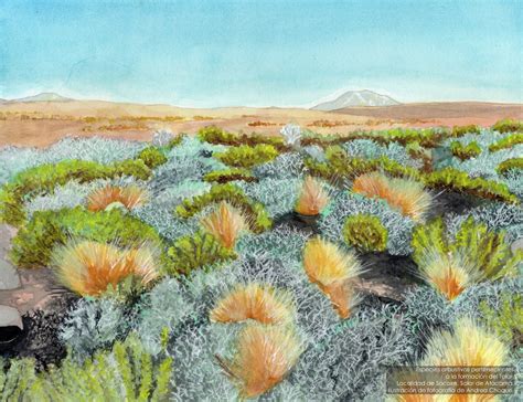 Académica Uch Busca Relevar La Vegetación Autóctona Del Norte De Chile
