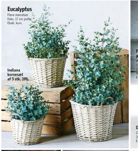 Eucalyptus tilbud hos Føtex