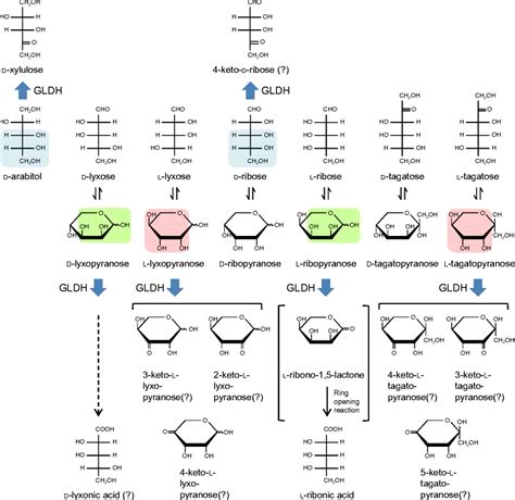 L Aldopentose Classes Of Monosaccharides