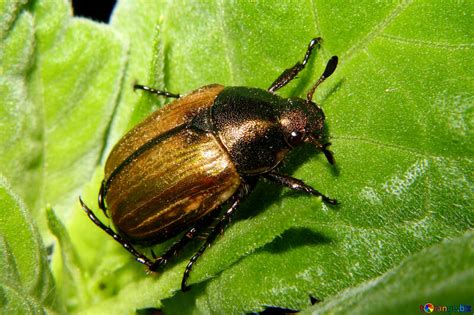 Grain Beetles Free Image