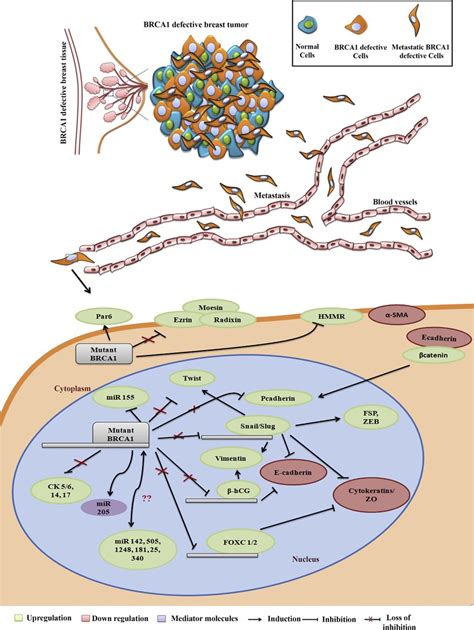 Regulation Of Emt Molecules In Brca1 Wild Type And Brca1 Mutant Breast Download Scientific