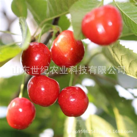 山东玛瑙红樱桃树苗嫁接南北方早晚熟美早红灯车厘子黄蜜大樱桃苗 阿里巴巴