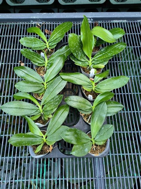Phalaenopsis Tetraspis Var Imperatrix Blue Grey X Dark Coffee