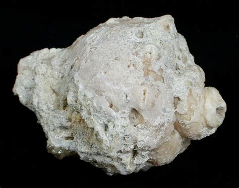 Crystal Filled Fossil Whelk Ruck S Pit 5529 For Sale