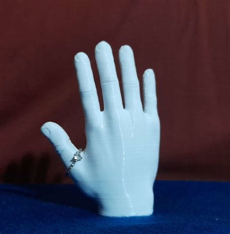 Create Anatomical Scale Models By Printedtogo Fiverr