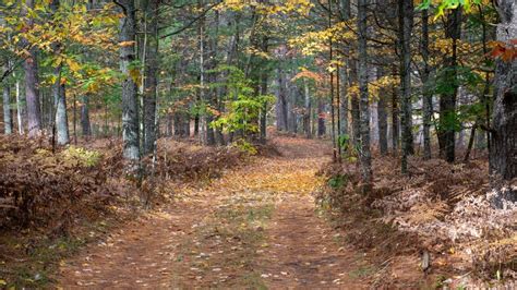 State Forest Roads
