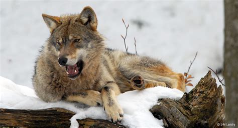 Loup Femelle Alpha Brun