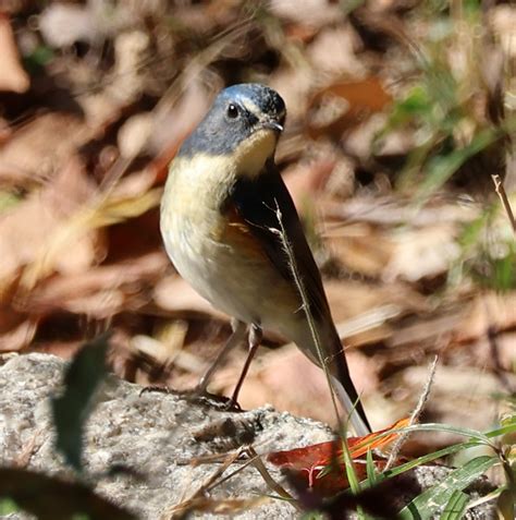 神戸奥須磨公園紅葉きれいルリビタキジョウビタキウグイスアオジシロハラヤマガラシジュウカラエナガコゲラメジロヨシガモ