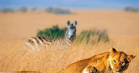 Safari Dans Le Parc National Du Tarangire Option Tanzanie GetYourGuide