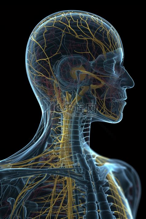 D神经细胞人体神经系统高清摄影大图 千库网