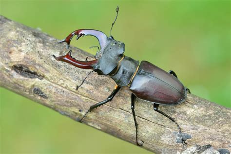 Avondwandelingen Ontdek Het Vliegend Hert Regionaal Landschap Pajottenland And Zenne