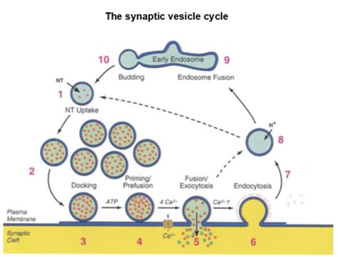 Synapses Flashcards Quizlet