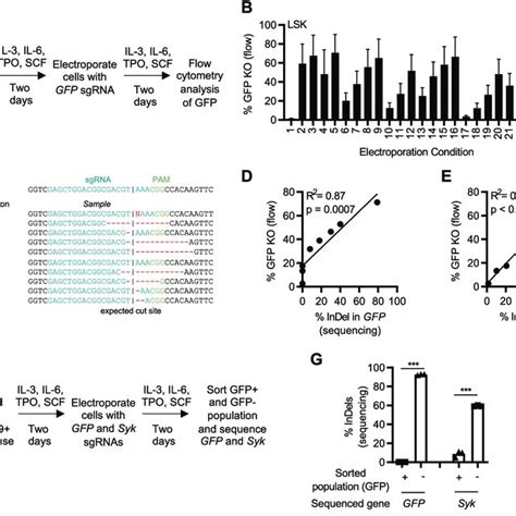 Lineage Negative Lin Bone Marrow Bm Cells Can Readily Be Modified