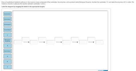 Solved Draw A Hypothetical Metabolic Pathway In Neurospora