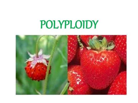 Euploidy And Aneuploidy Pdf