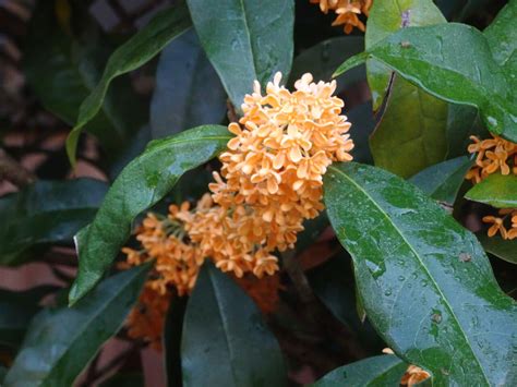 金木犀 狸のひとりごと