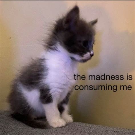 Silly Cats Pictures Cat Pics Stupid Cat Hairless Cat Funny Cute