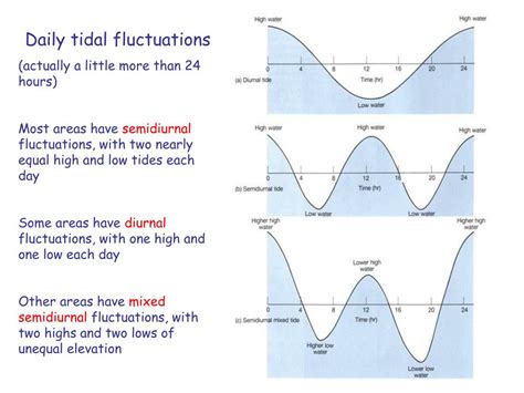 Ppt Daily Tidal Fluctuations Actually A Little More Than 24 Hours Powerpoint Presentation