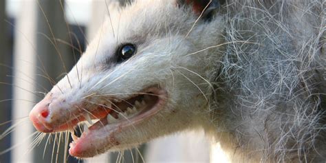 Funny Possum Memes Daily Dot