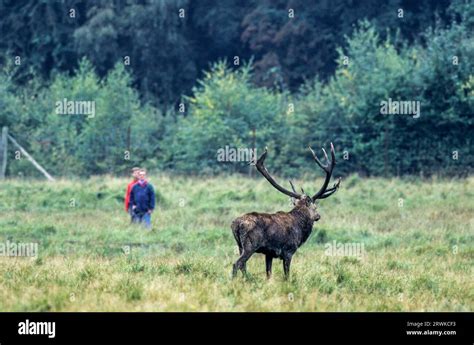 Forest Visitors Watching A Red Deer Walkers Meet Red Deer Stag Jaegersborg Denmark Stock