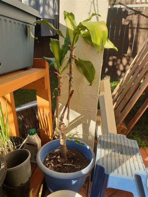 Young Tree Does It Need Cicada Netting R Gardening