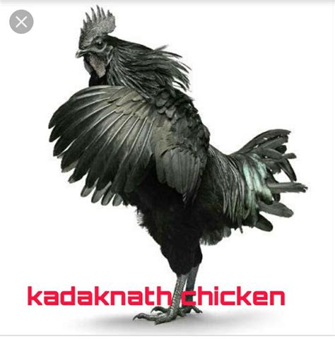 Kadaknath Chicken At ₹ 500kilogram Kadaknath Chicken In Chakulia