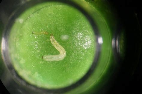 New Binary Toxins Found In Fight Against Devastating Western Corn