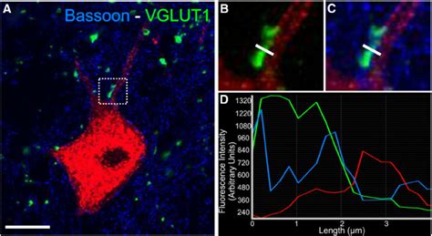 Vglut1 Ir Contacts On Mn Dendrites Display The Active Zone Marker Download Scientific Diagram