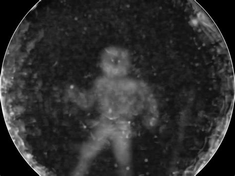 This Is How Dolphins See Humans With Echolocation Smithsonian