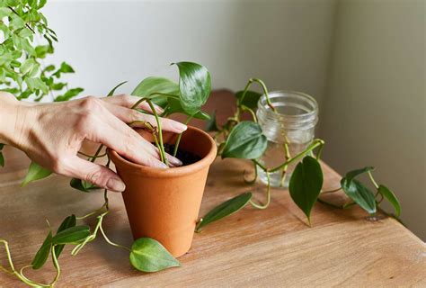 Propagating Trailing Plants Made Simple Plant Wilwo