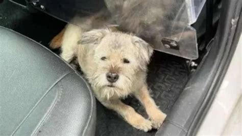 La Odisea De 160 Kilómetros De Lucky El Border Terrier Que Escapó De