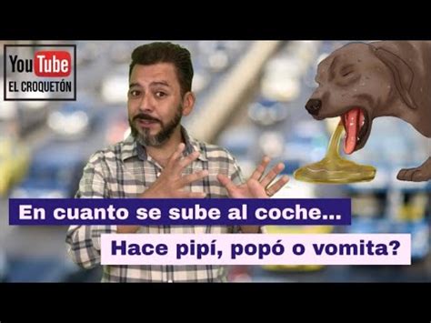 Mi Perro Babea Mucho Y Vomita El rincón de Isi
