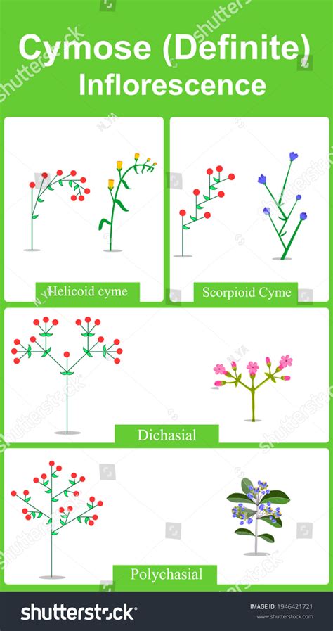 Types Inflorescence Biology Chart Stock Illustration 1946421721 Shutterstock