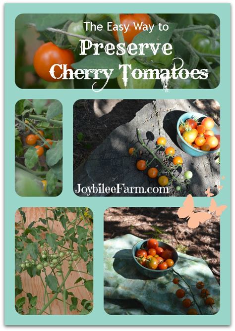 The Easy Way To Preserve Cherry Tomatoes
