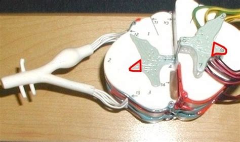 Spinal Cord Flashcards Quizlet