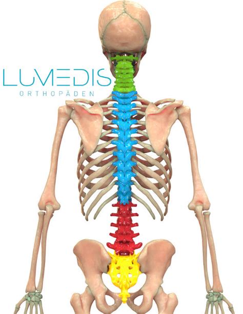 Bilder von Wirbelsäulenerkrankungen Lumedis Ihre Orthopäden