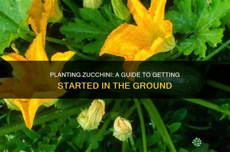 Planting Zucchini A Guide To Getting Started In The Ground ShunCy