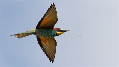 Common Bee Eater European Bee Eater Merops Apiaster Bird In Flight
