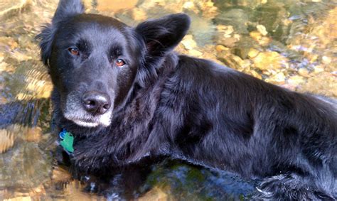Border Collie Corgi