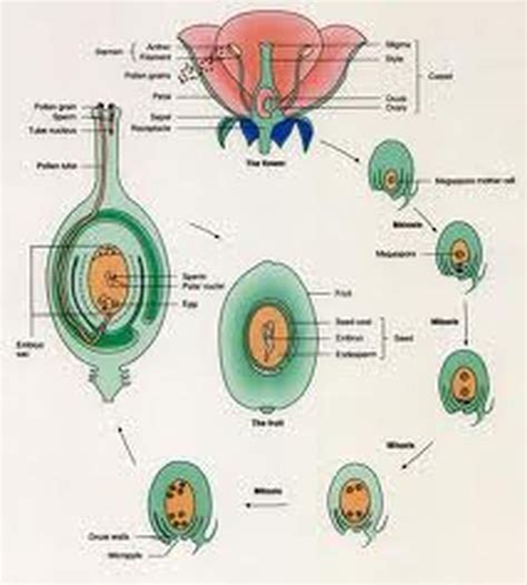 Diagram Explain The Process Of Double Fertilization Flowerin