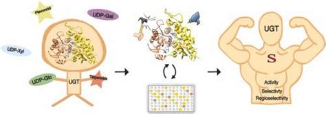 植物 Udp 糖基转移酶的结构 功能与工程computational And Structural Biotechnology