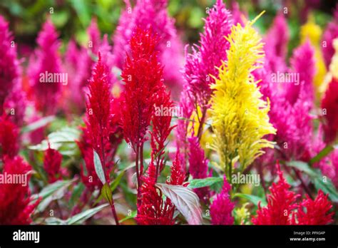 Varieties Of Colorful Celosia Plumosa Flower Commonly Known As The