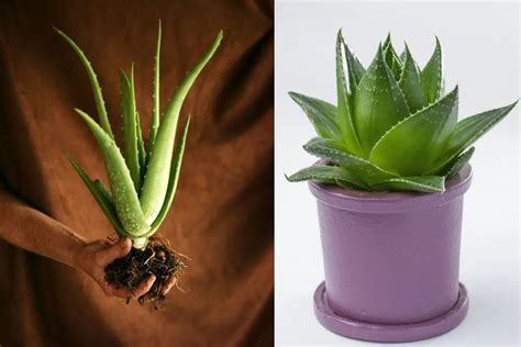 Boldo Pode Ser Facilmente Cultivado Em Casa Saiba Como Saúdelab