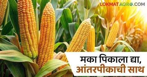 Agriculture News रब्बी हंगामात हरभरा गहू पिकांत मका आंतरपीक वाचा