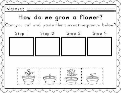 Plant Life Cycle Activities
