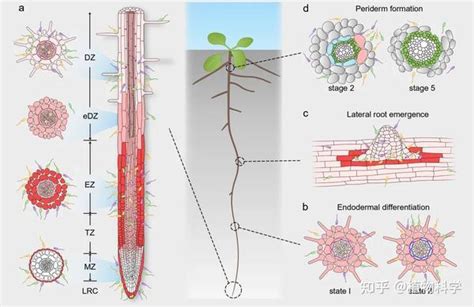 中国科学院分子植物科学卓越创新中心周峰研究组应邀发表current Opinion In Plant Biology综述植物根系免疫响应的时空