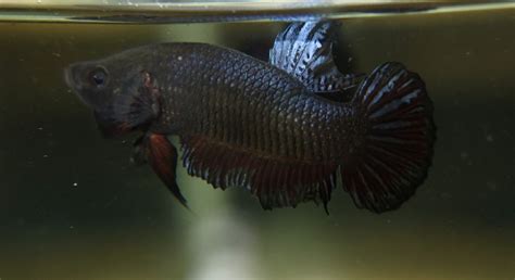IKAN CUPANG ADU IMPORT BAGAN THE FINEST INDO BETTA FIGHTERS