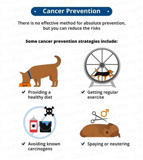 Cancer In Dogs Causes Symptoms And Treatments Canna Pet