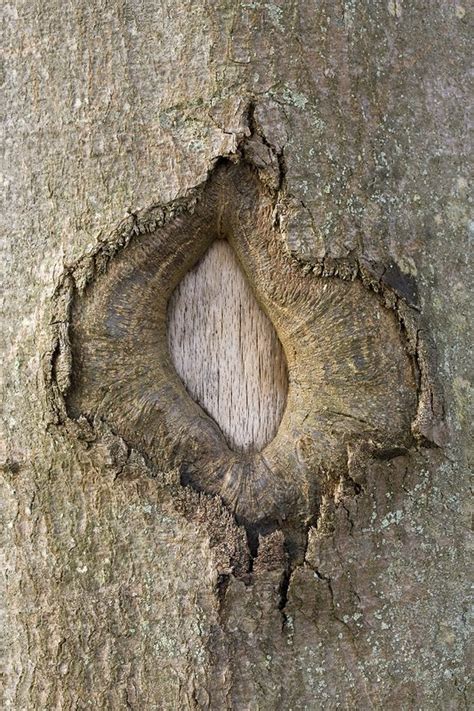 Wound In A Beech Tree Stock Image C007 3849 Science Photo Library