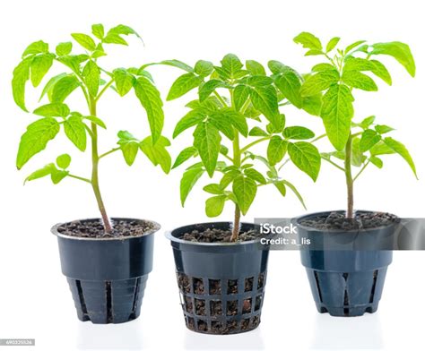 植木鉢の新鮮な緑色のトマト植物の若い苗は白い背景に分離されクローズアップ オーガニックのストックフォトや画像を多数ご用意 オーガニック